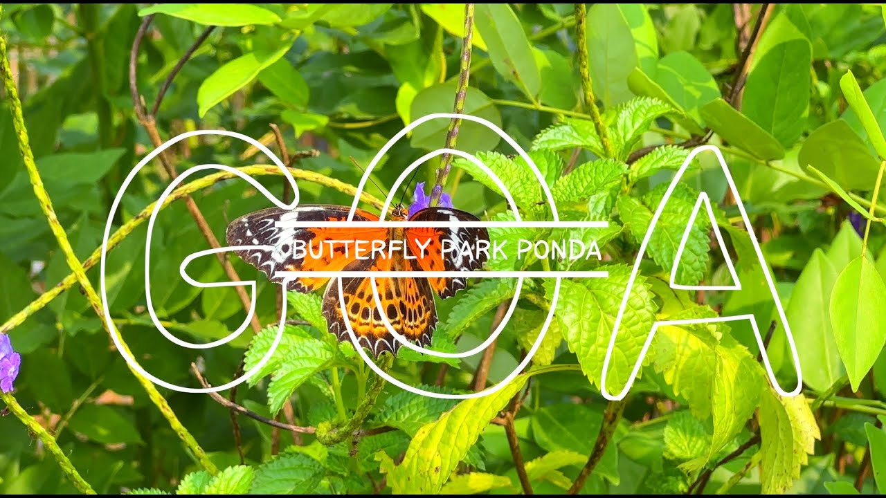 Butterfly Park, Ponda Goa - YouTube