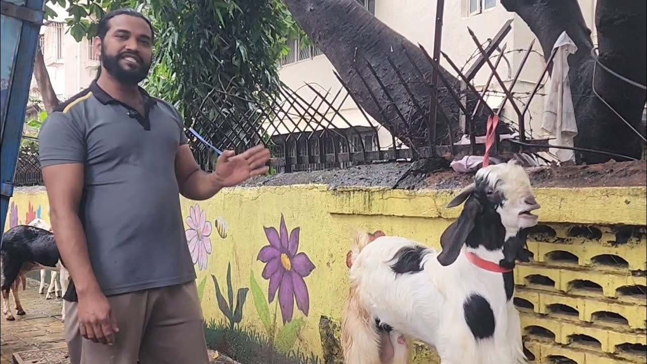 Hansa Jumnapari Kota Aur Etawah Super Homebreed Goats | Set Bakre ...
