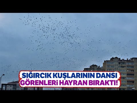 Kuşların Gökyüzünde Dansı Görsel Şölen Oluşturdu