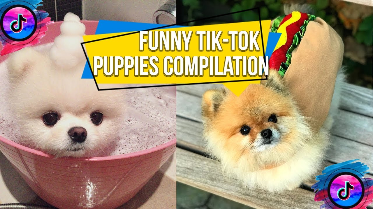 🐶 Funniest dogs of Tik-Tok compilation! 🐩 These dogs will make your day ...
