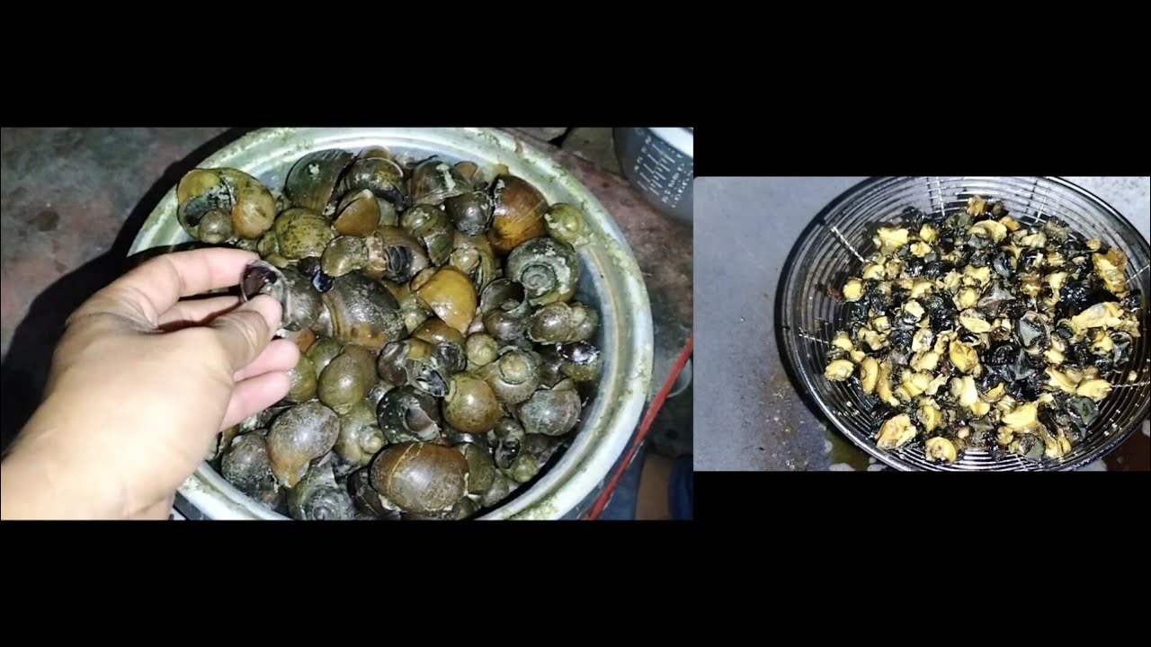 MASAK SIPUT ATAU JUGA KEONG HITAM.RASANYA LEJAY DAN BERGIJAY. - YouTube