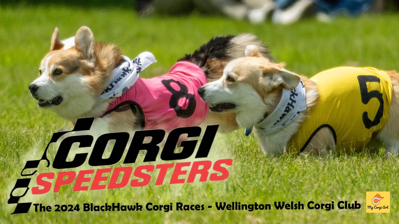 Watch These Adorable Corgi Racing For Glory in 2024 | Wellington Welsh ...