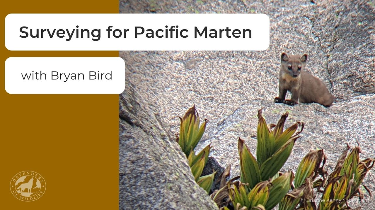 Surveying for Pacific Marten - YouTube