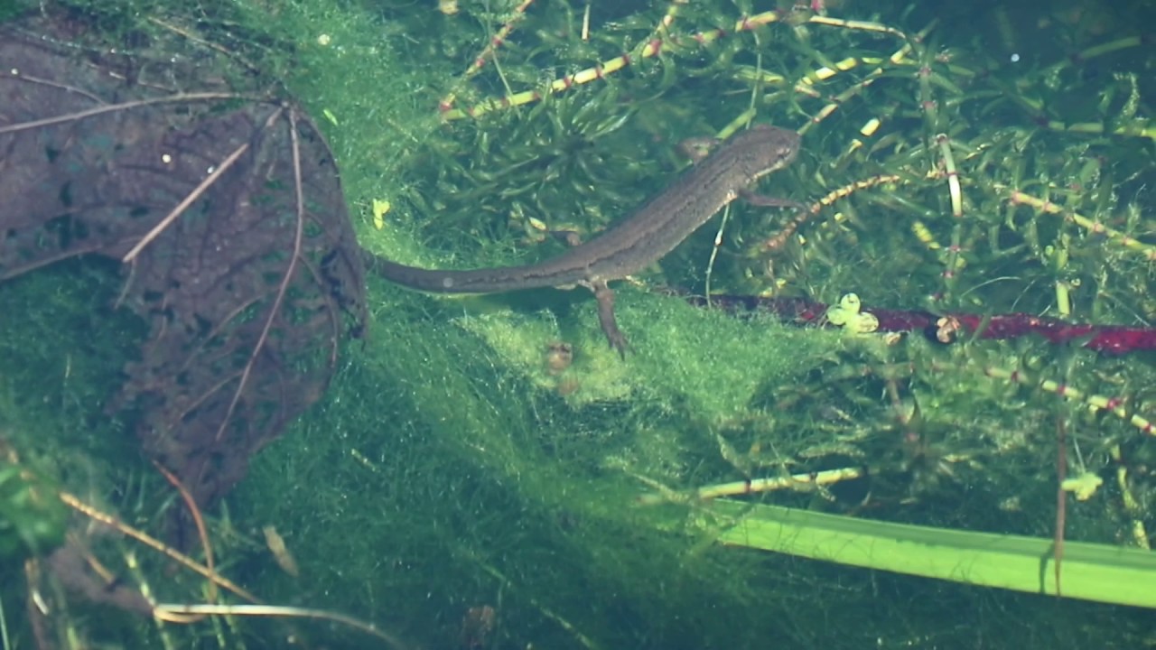 Newts in pond - YouTube