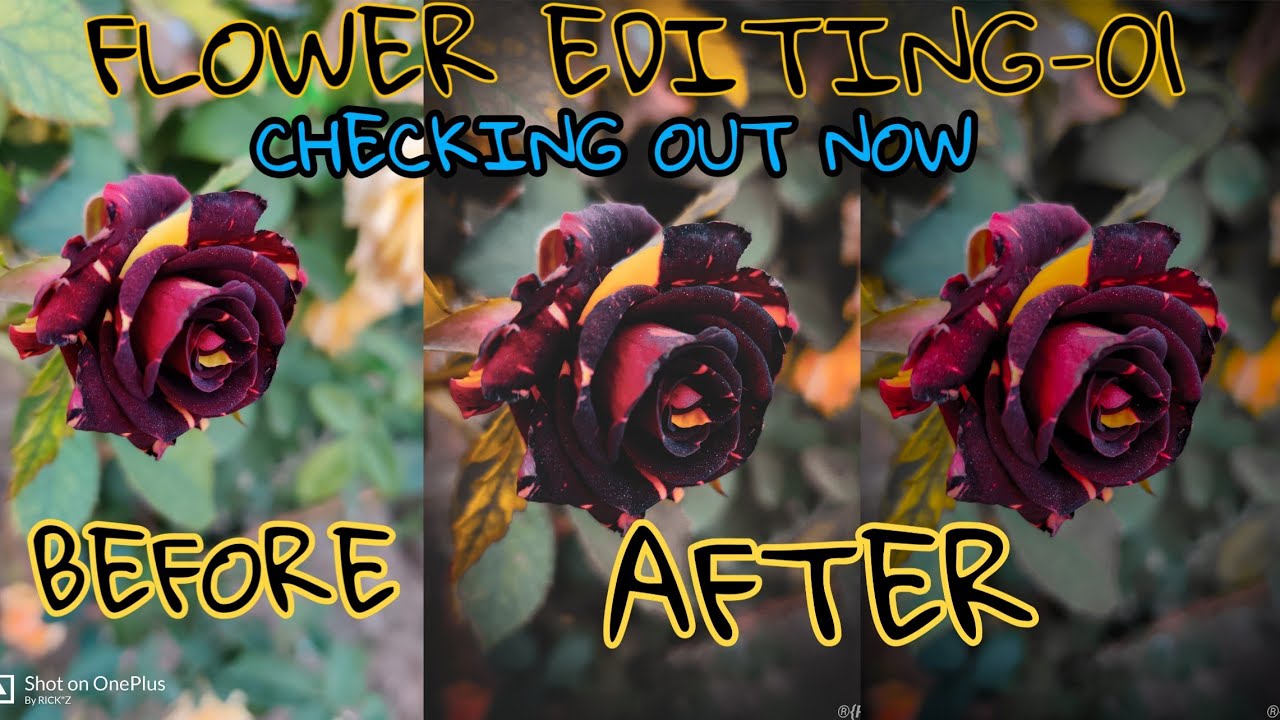 || FLOWER EDITING || NATURE PHOTOGRAPHY|| ROSE FLOWER EDITING-01||MOODY ...
