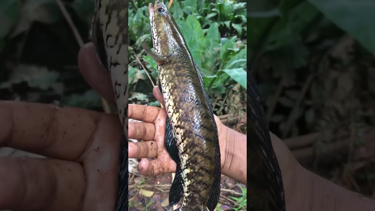 നല്ല നാടൻ വരാൽ#fishing #chunda #varaal#meenpidutham - YouTube