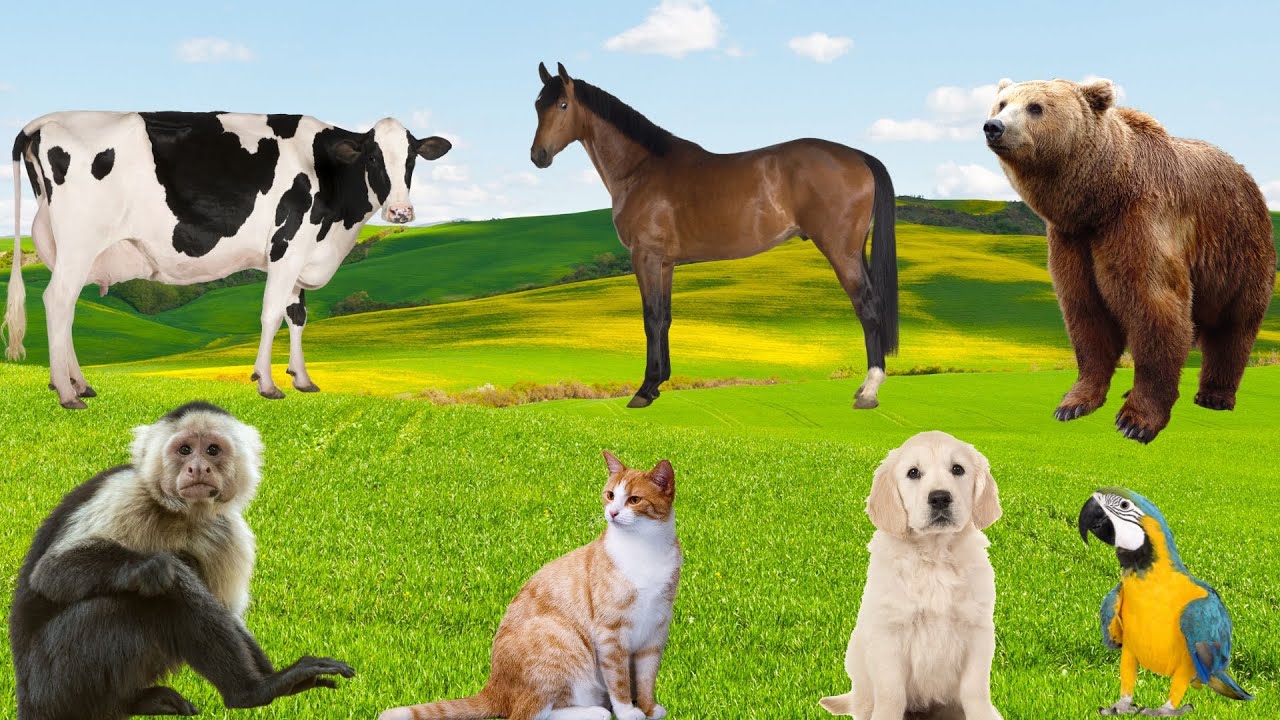 Playful Animals - Horses, Dogs, Monkeys, Cats, Parrots, Bears - The ...