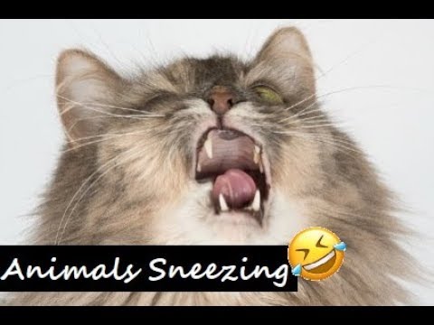 Animals Sneezing Compilation - YouTube