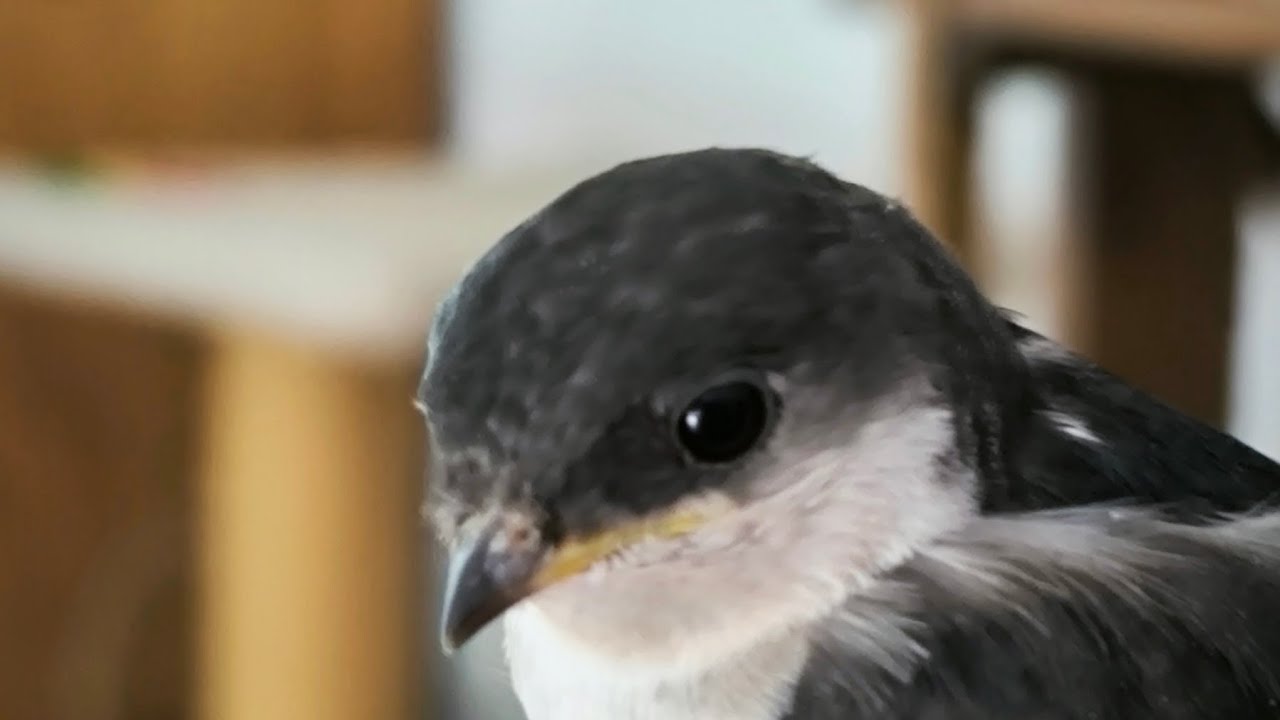 Jocó - molnár fecske (2 hét alatt a röpképtelenségből) - YouTube