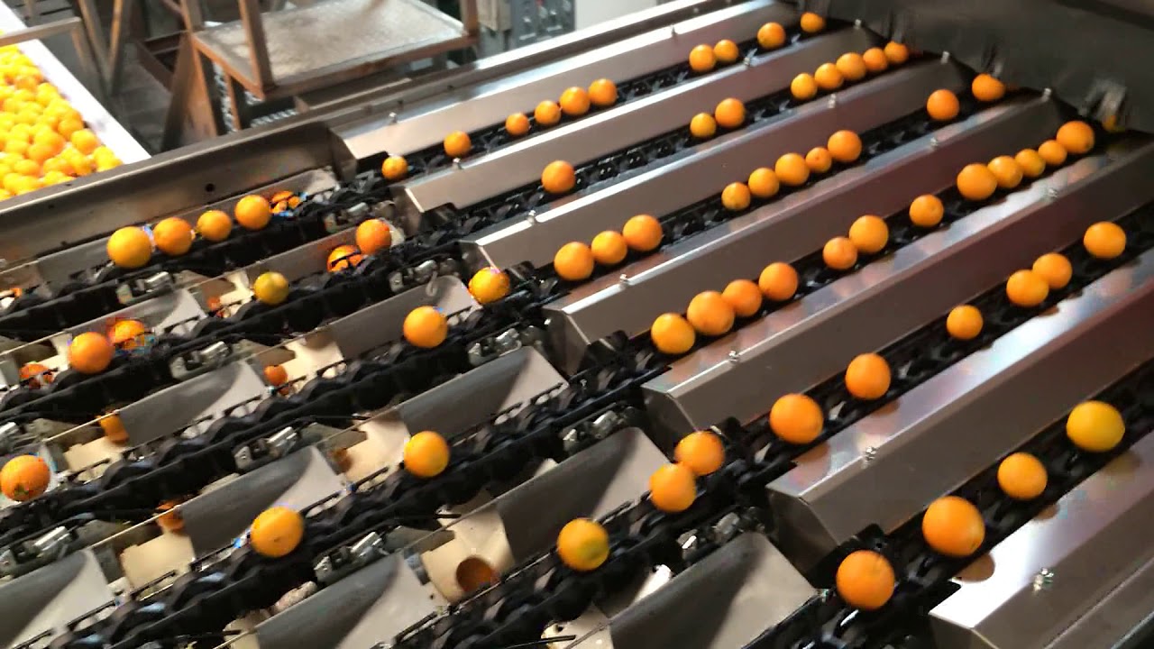 CITRUS | Multiple Near Infrared Grading Technology - YouTube