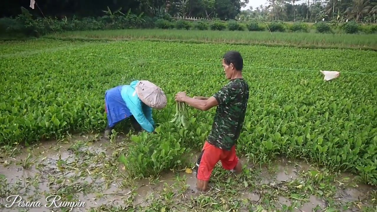 Ada Tiga Jenis Tanaman Genjer, Ini Cerita Petani Asal Cidokom-Rumpin ...