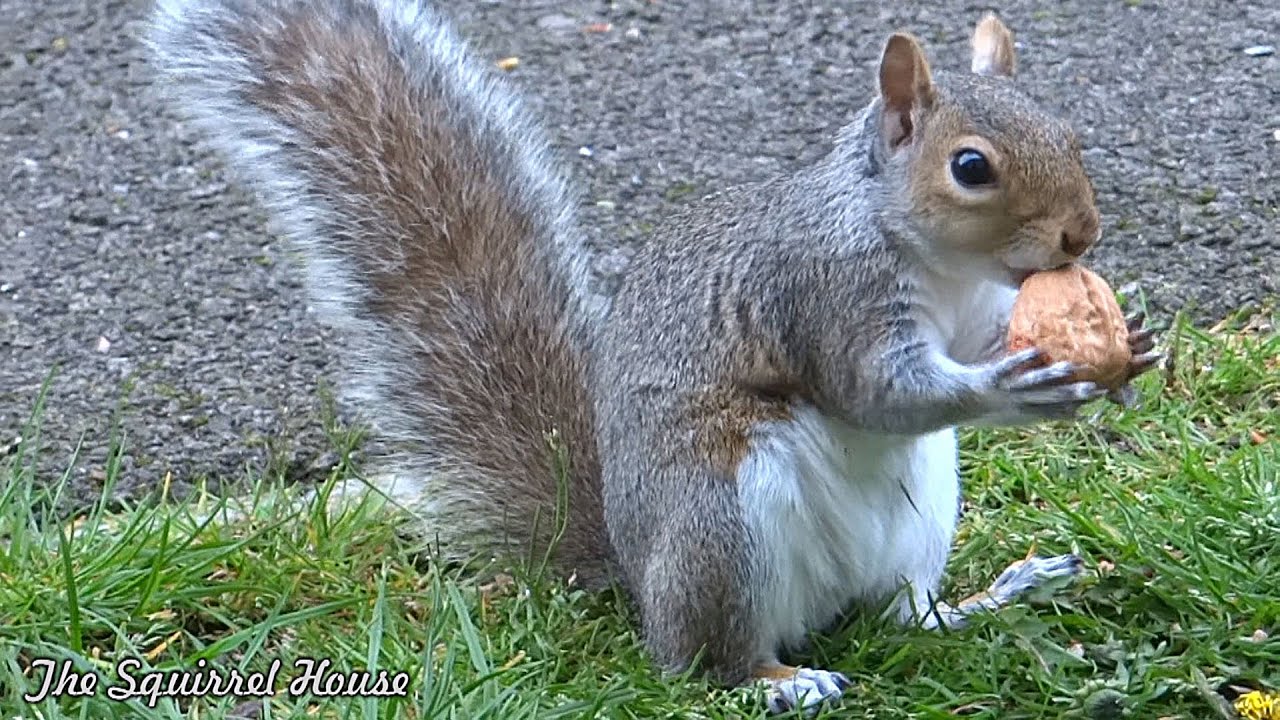 Hungry Squirrels - YouTube