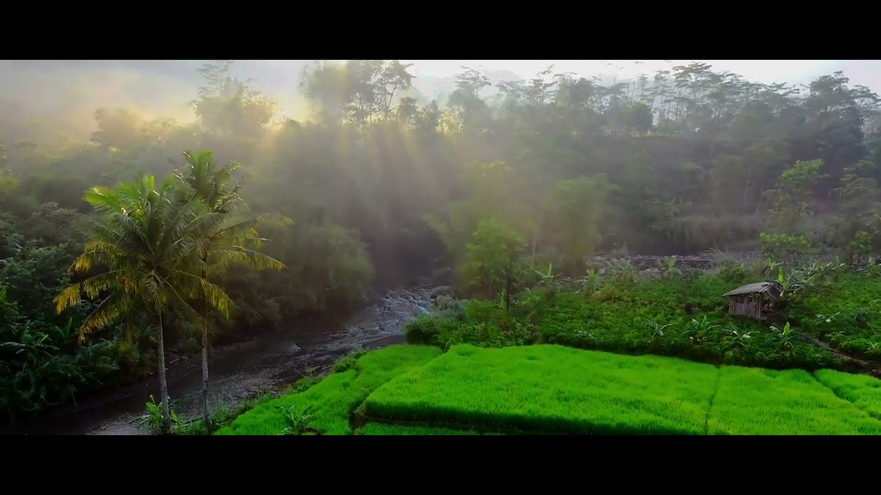 Rice Fields cinematic 01 - YouTube