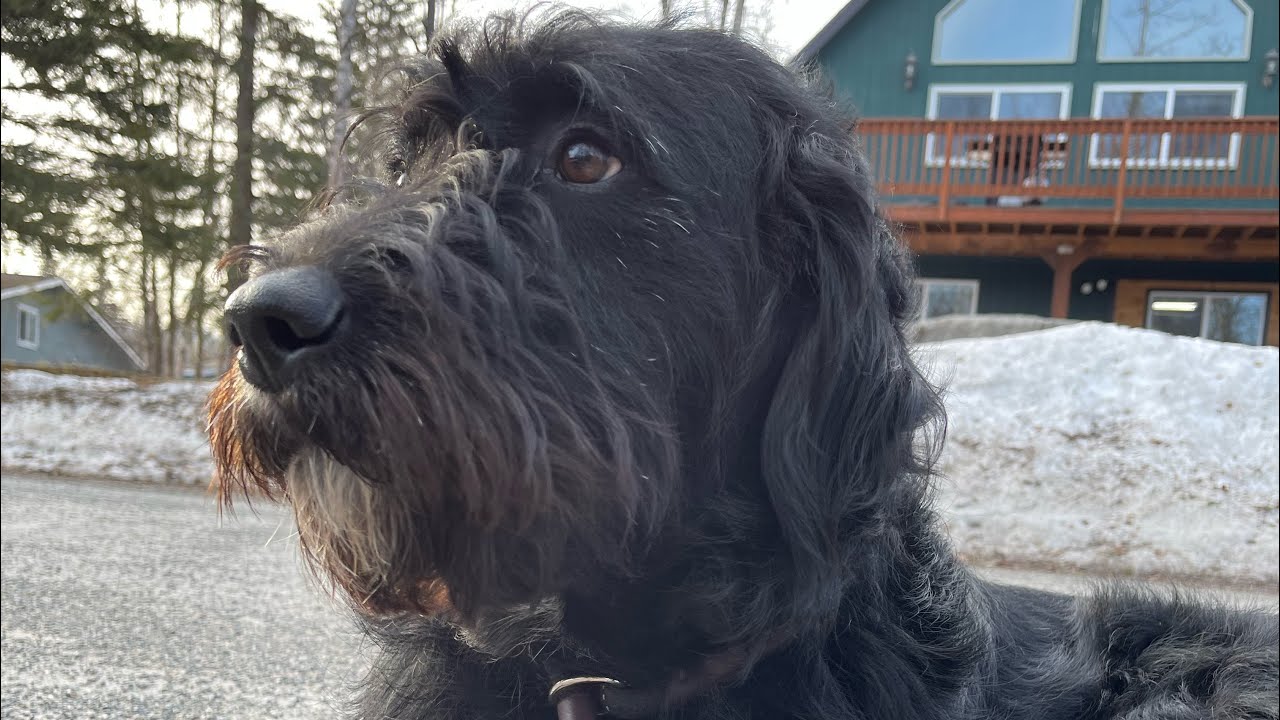 OLK9 AK, 9 M.O. Labradoodle Rodger loves his 2 week obedience training ...