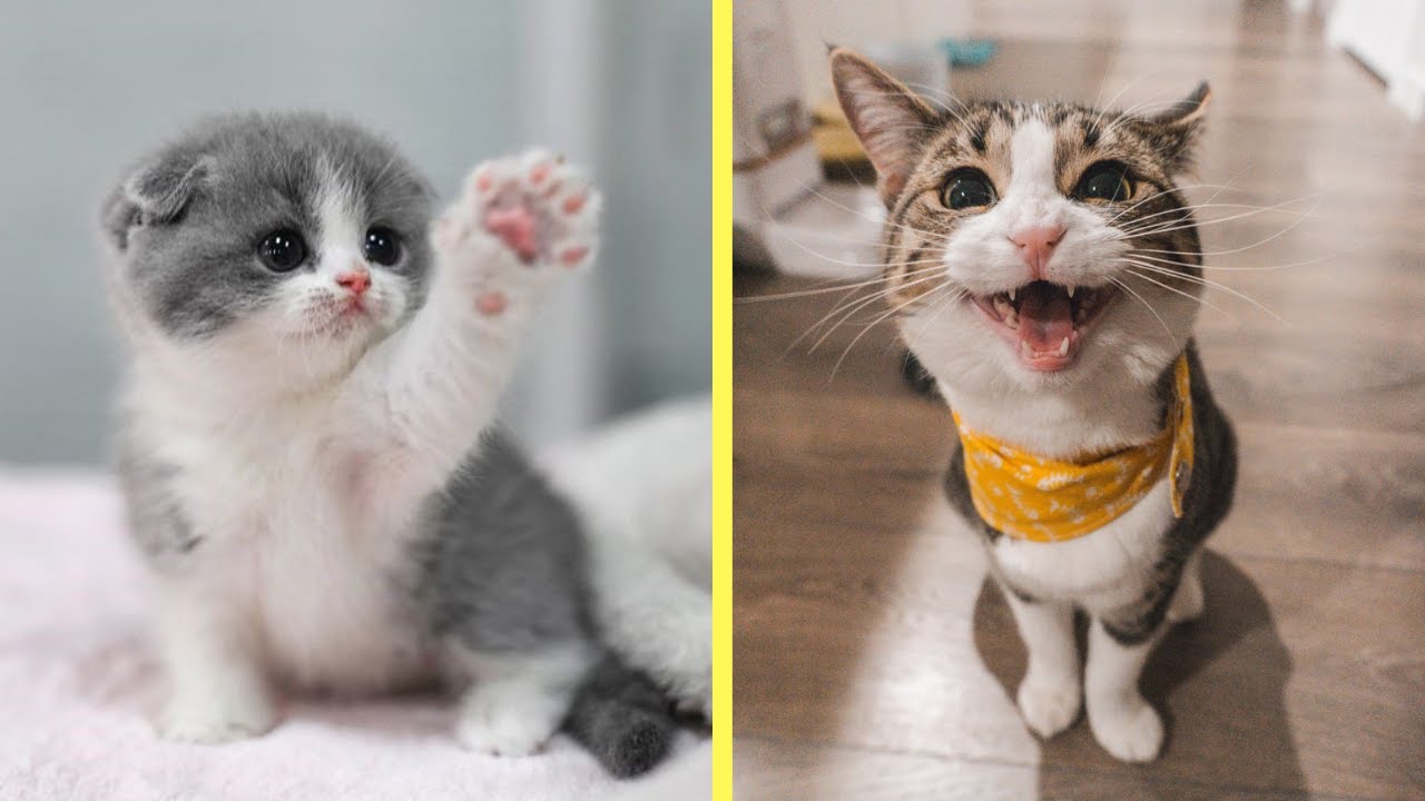 please protect me | best funny cats | baby cats funny clip | world of ...