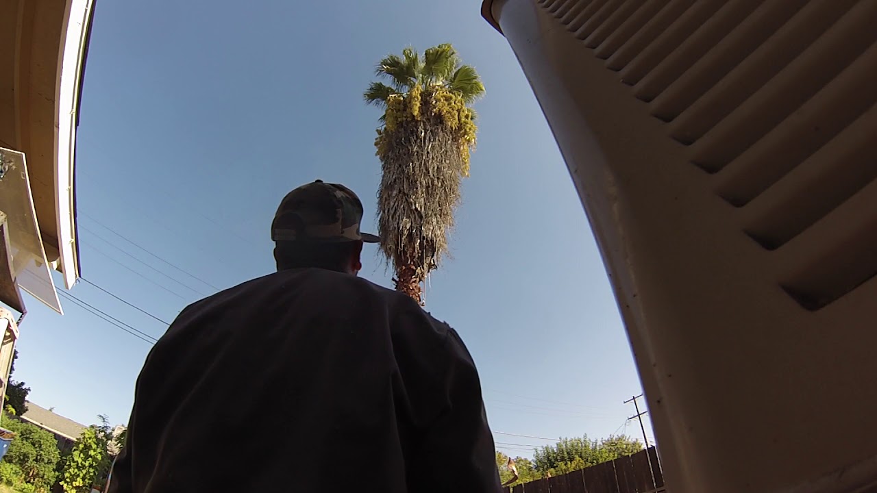 palm tree shaving 10-1-18 - YouTube