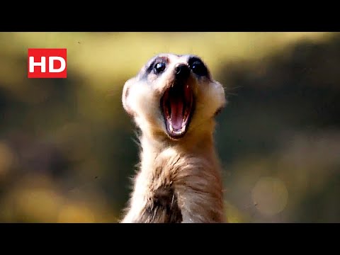 Nala Attacks Pumbaa and Meets Simba ''The Lion King'' (2019) (4/6)