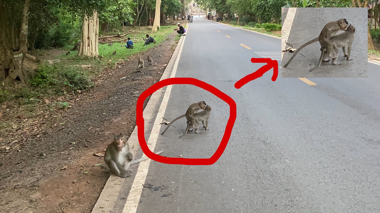 WOW-Amazing crazy monkey sexy -Daily MonKey Oparu - YouTube