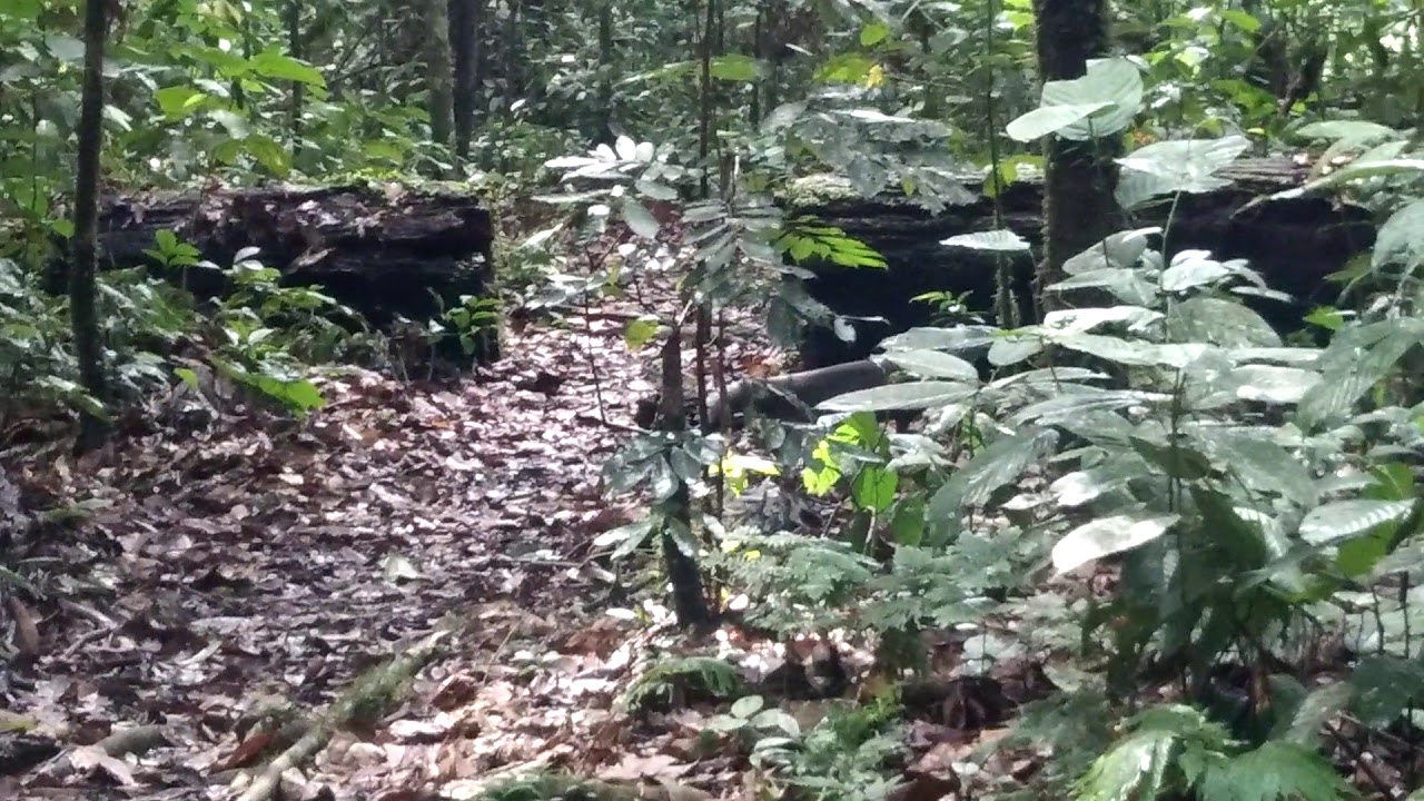 Great Argus Pheasant Danum Valley - Burung kuang raya - YouTube