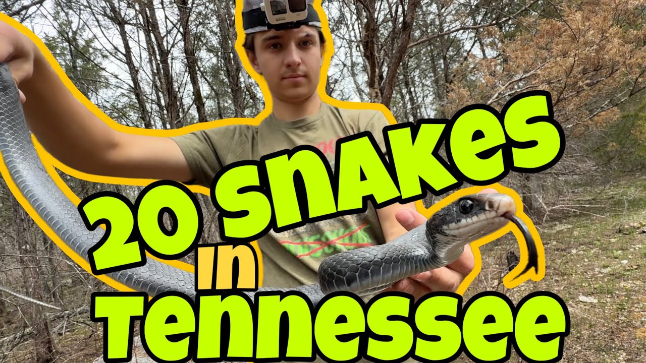 20 Snakes in Tennessee - YouTube