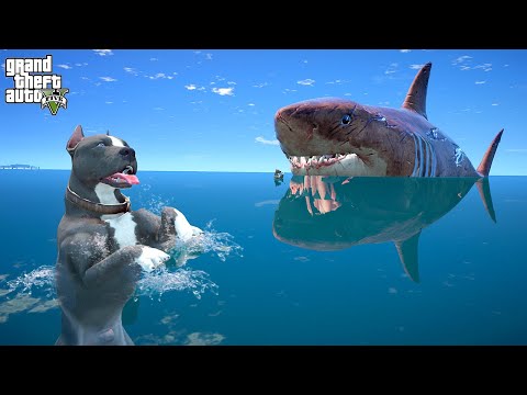 YAVRU PİTBULL DENİZDE DEV KÖPEKBALIĞIYLA TANIŞIYOR! - GTA 5 PİTBULL'UN HAYATI