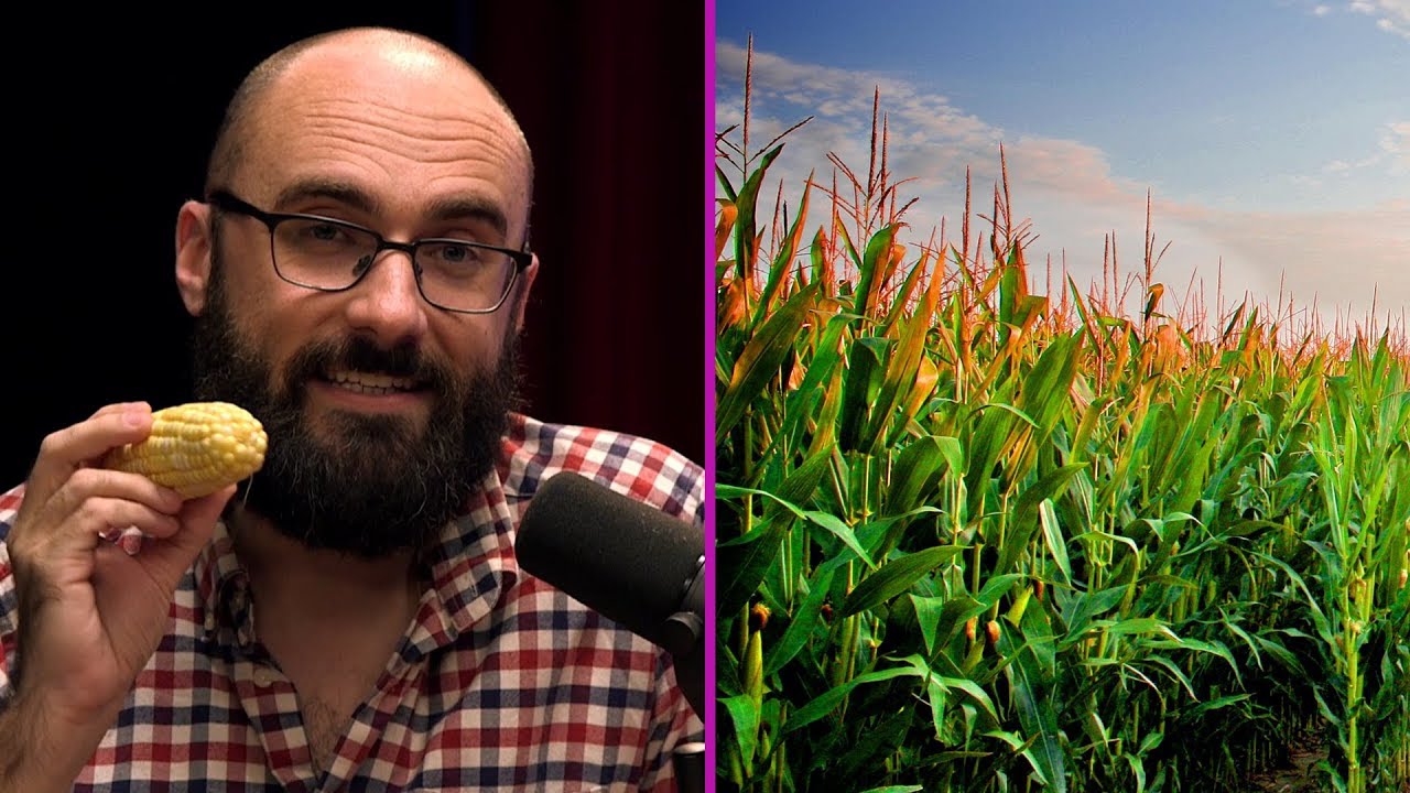 The Truth Behind Corn Ft. Vsauce - YouTube