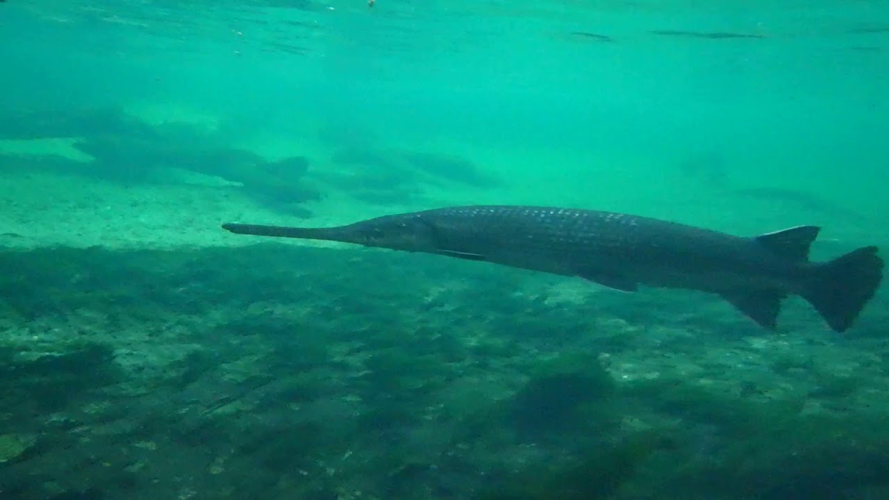 Gar at Blue Springs - YouTube