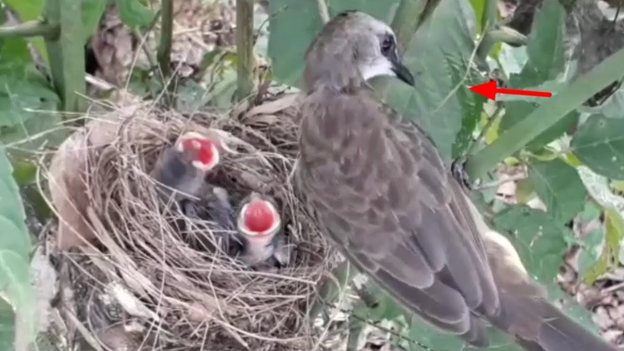 mother bird tries to catch flies that are bothering her children.bird ...