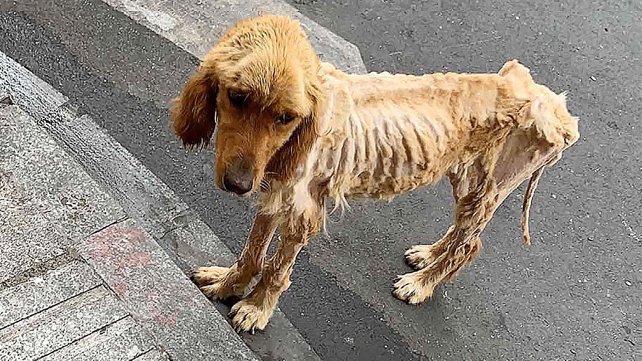 A emaciated straydog,amazing transformation from a walking skeleton to ...