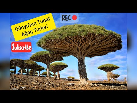 Dünyanın Tuhaf Ağaç Türleri
