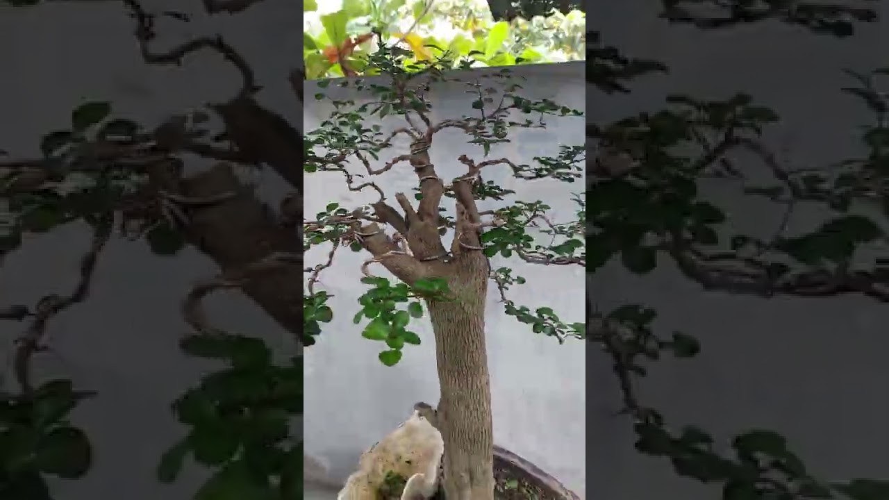 Puno Ng Kamuning Bonsai - YouTube