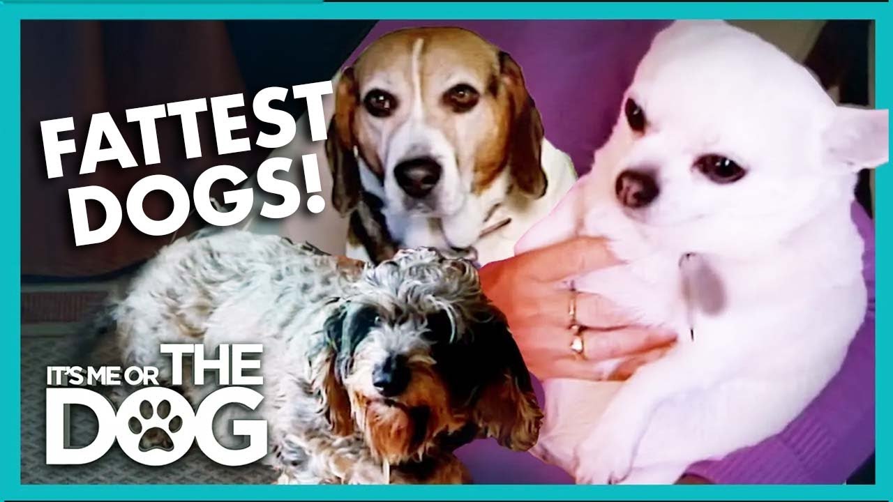 Meet the Fattest Dogs EVER!😅 | Full Episode | It's Me or the Dog - YouTube