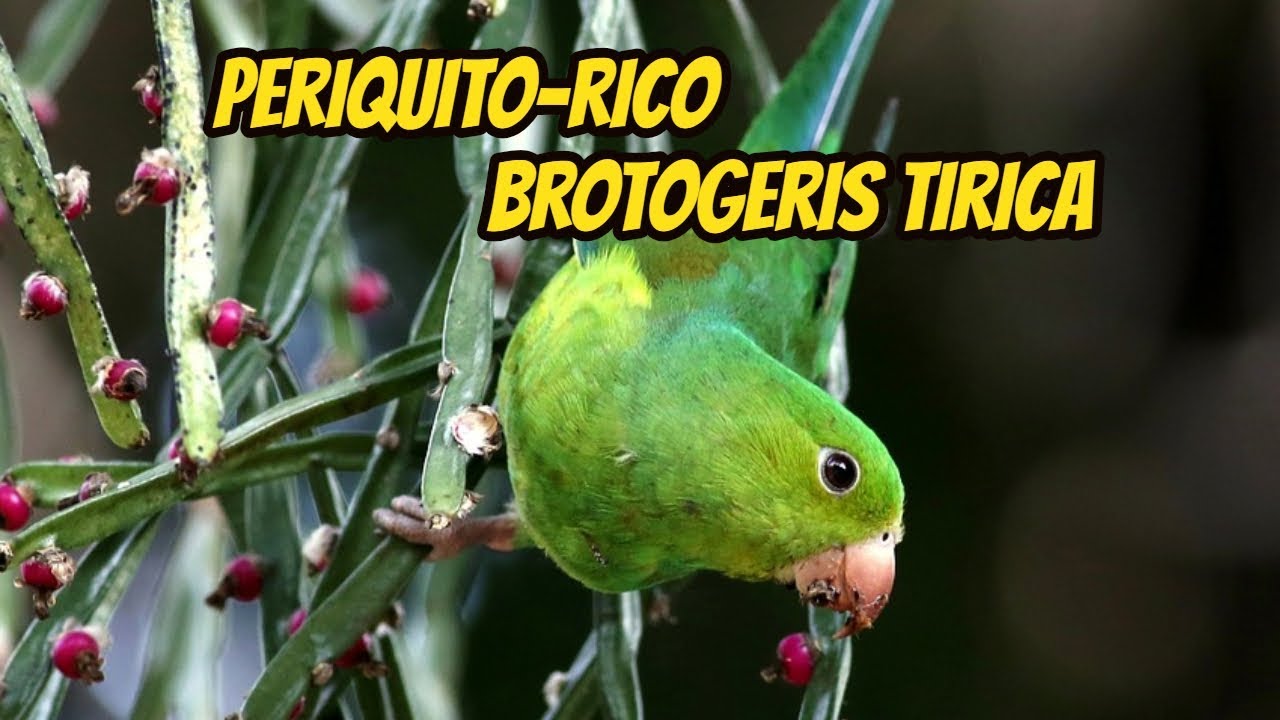 PERIQUITO-RICO (Brotogeris tirica) UMA AVE ESPETACULAR - YouTube
