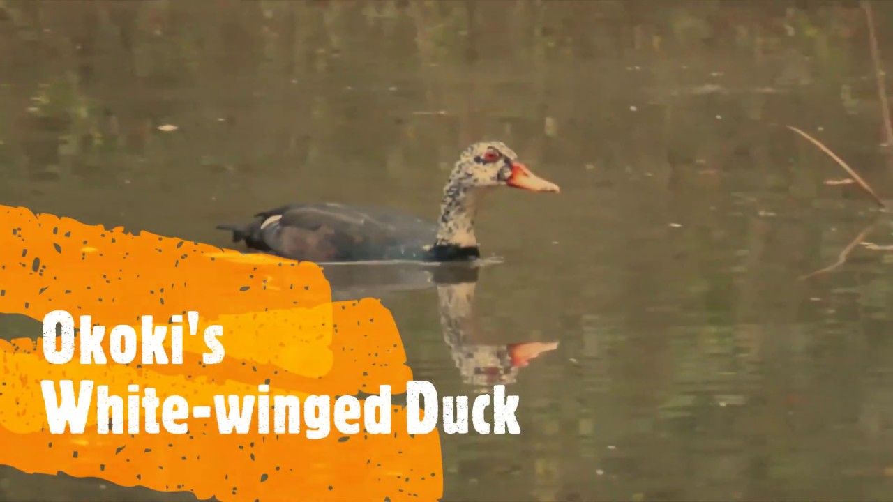 White-winged Duck at Okoki Cambodia - YouTube