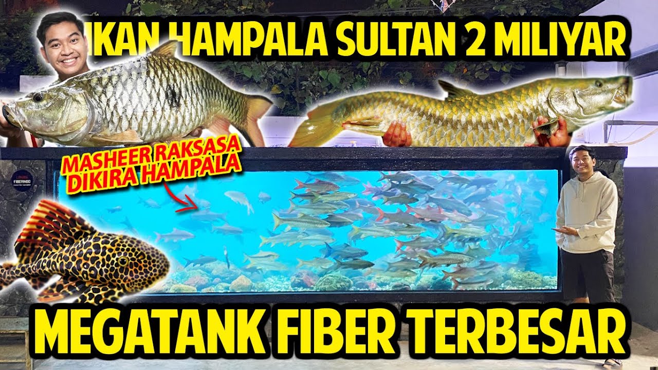 IKAN HAMPALA SULTAN 2 MILIYAR! MEGATANK FIBER TERBESAR DI INDONESIA ...