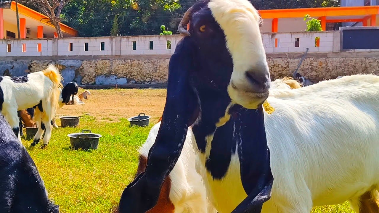 beautiful goats, goat farming | THE MOST EXPENSIVE GOAT IN OUR VILLAGE ...