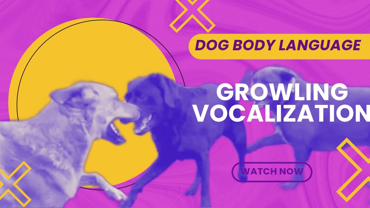 Dogs playing while growling. Dog body language. Good dog play body ...
