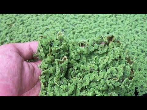 AZOLLA FARMING (PART 1) GREEN FODDER NUTRIENT RICH HIGH PROTIEN RICH ...