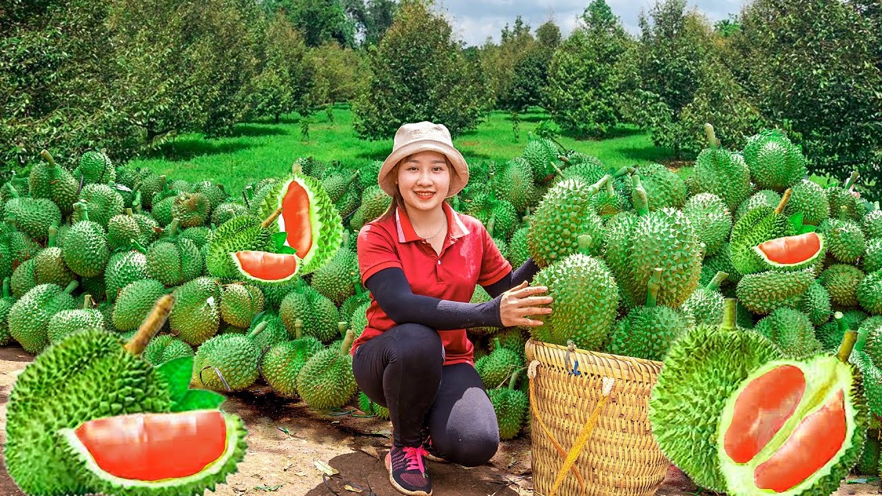Harvesting Durian to the market to sell - Building a Pumpkin Trellis ...