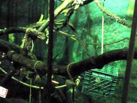 Energetic monkey - YouTube