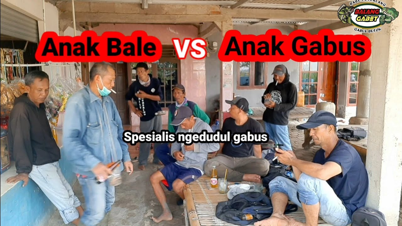 Anak Bale versus Anak Gabus#mancing #mancingikanbetok #mancingikangabus ...