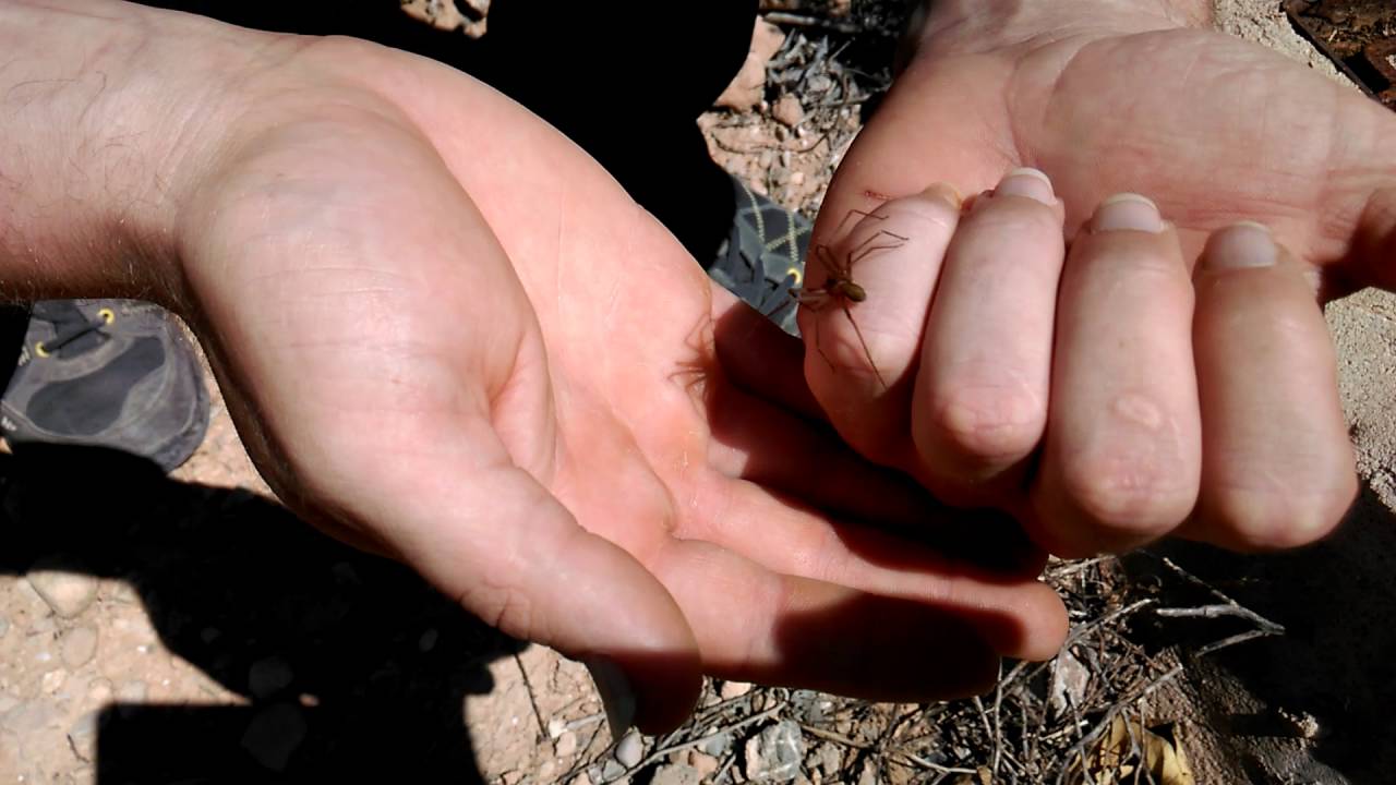 Mordedura De La Reclusa Parda Araña Reclusa Parda Mediterránea