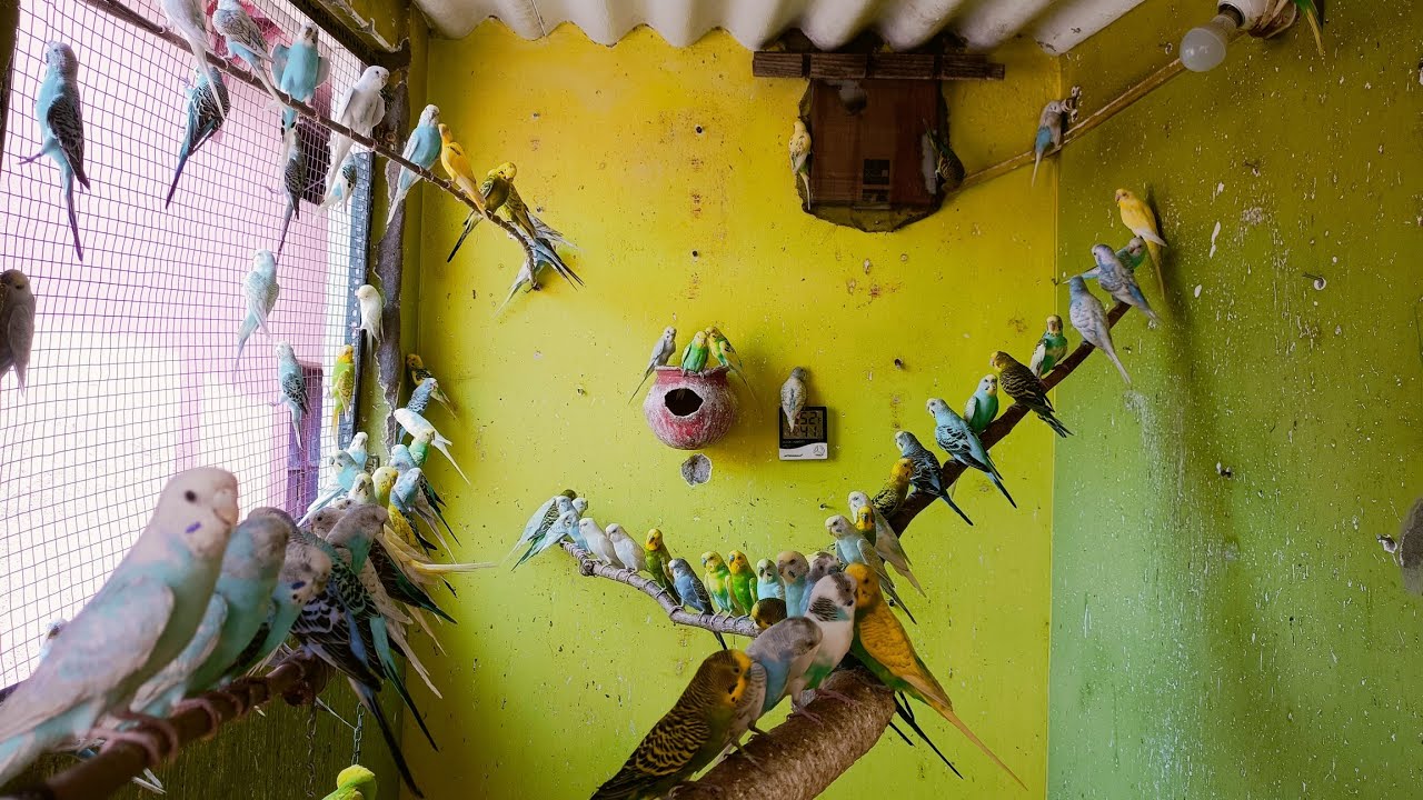 visiting birds farm vlog #birds ##farming #views #youtuber #vlog # ...