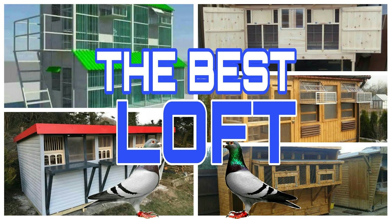 IBAT IBANG KLASE BAHAY NG KALAPATI / PIGEON LOFT / LOFT DESIGN - YouTube