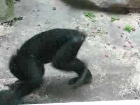 Breakdancing Monkey - YouTube