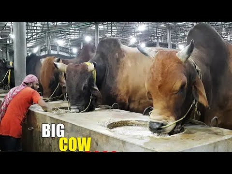 ABSEN 30 SAPI JUMBO SAPIBOS FARM SUMEDANG - YouTube