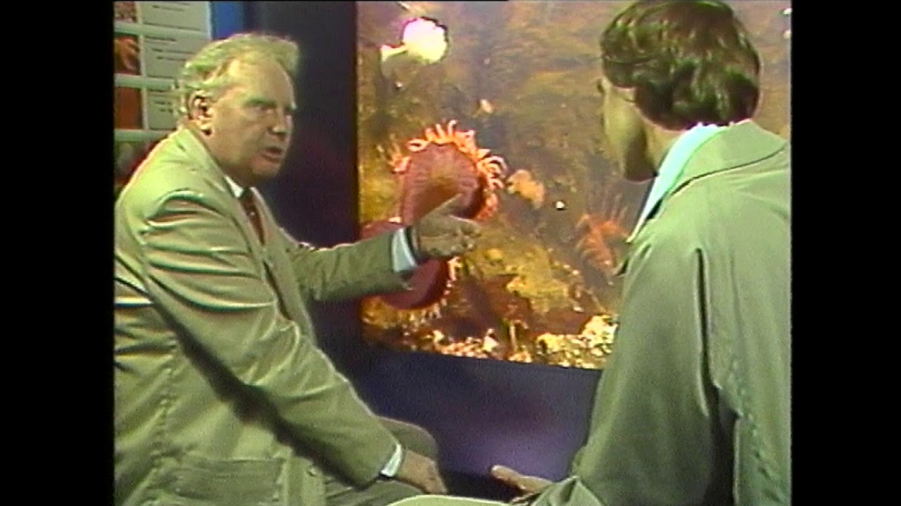Invertebrate House at the National Zoo - YouTube