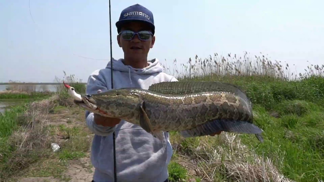 Snakehead fishing in China with Gong Lei - YouTube