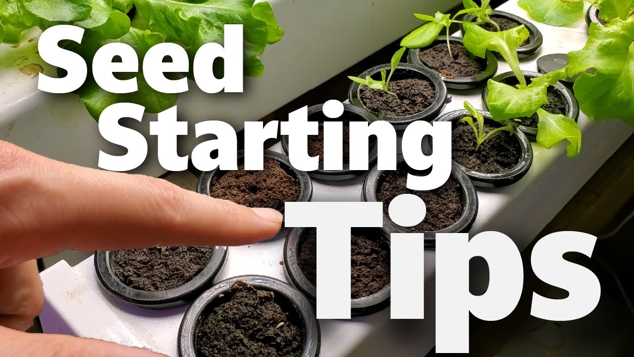 Tips for Starting Seeds in Your Hydroponic System - YouTube