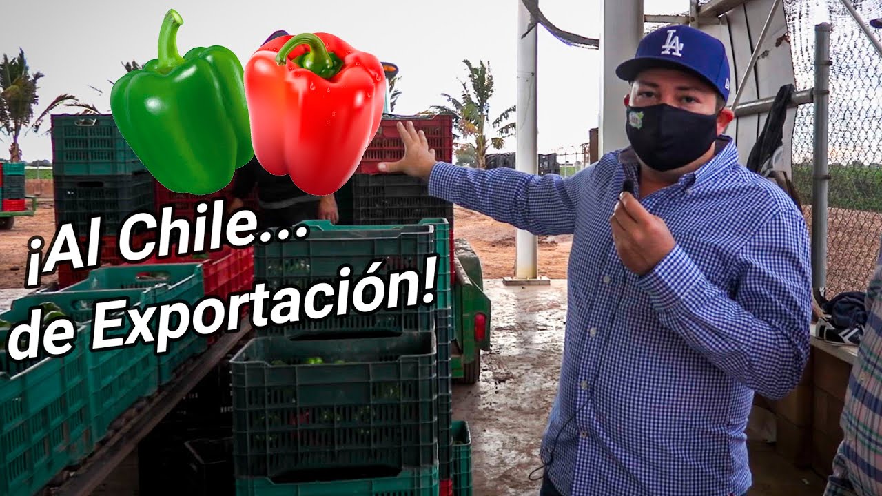 Proceso de empaque de chile bell para exportación - YouTube